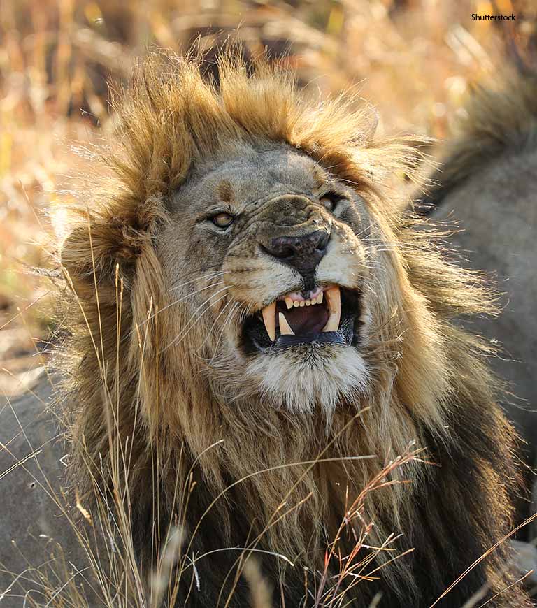 Lowest frequency big cat roar | Guinness World Records