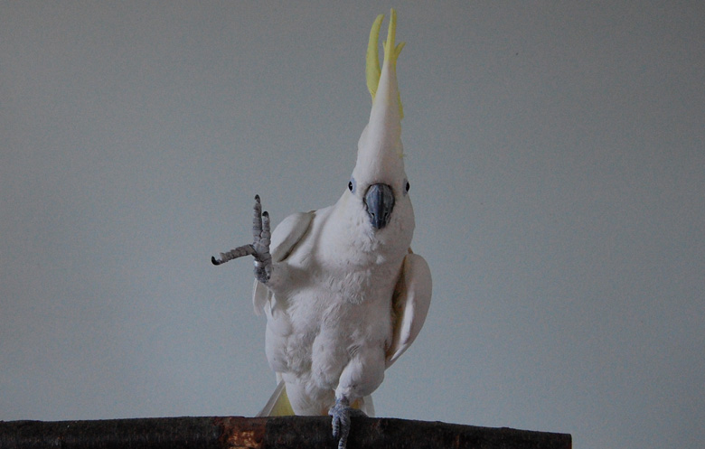 Most dance moves by a bird | Guinness World Records