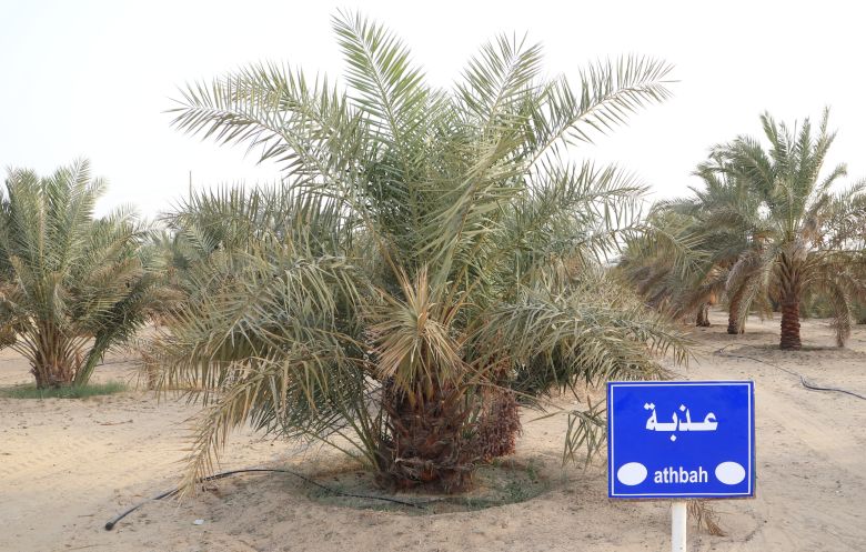 Most varieties of date palms in a plantation | Guinness World Records