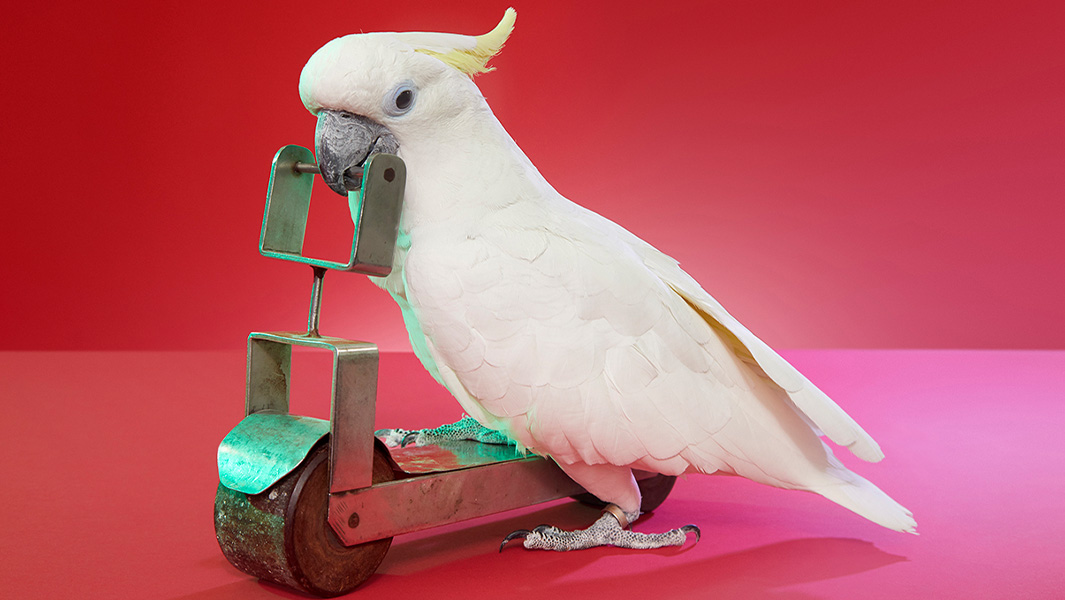 Fastest 5 m on a scooter by a parrot | Guinness World Records