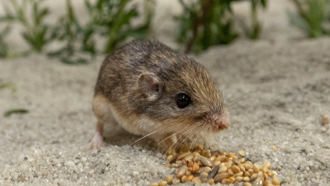 Oldest living mouse in captivity | Guinness World Records