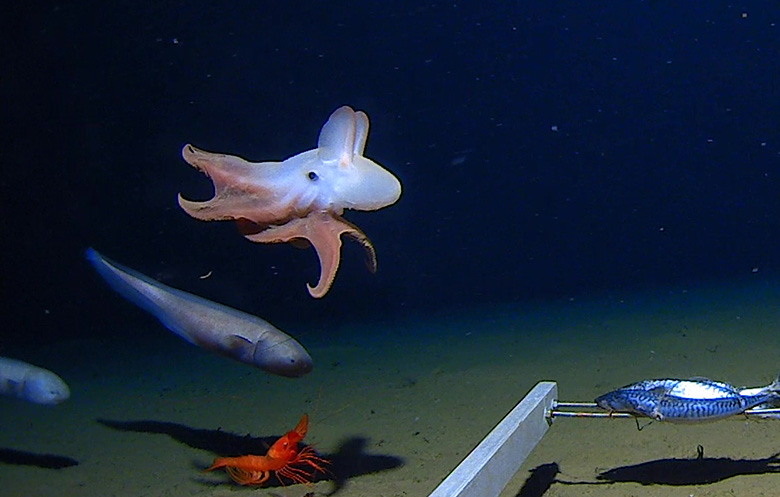 Deepest octopus | Guinness World Records