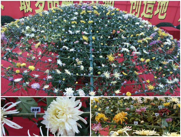 Most plant species grafted onto the same plant | Guinness World Records