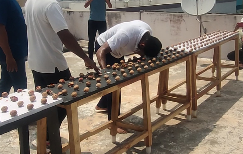 Most walnuts cracked with the head in one minute | Guinness World Records