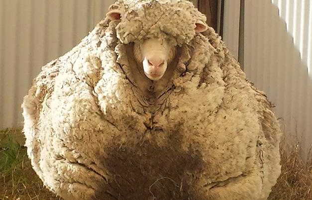 Most wool sheared from a sheep - single shearing | Guinness World Records